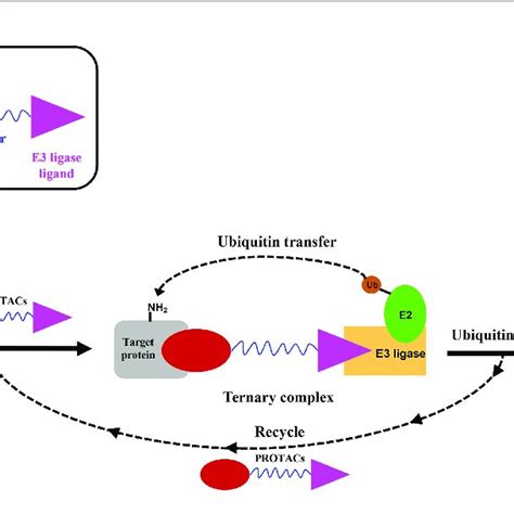 First Generation Protacs Peptide Based Protacs Chemical Structures