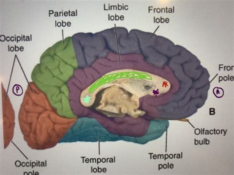 Corpus Callosum Diagram Quizlet