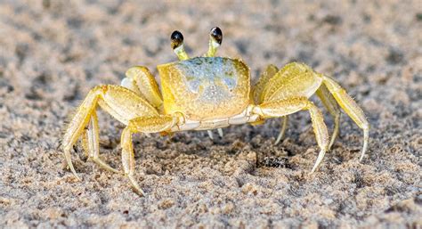 How To Simulate Delay Sleep Pause And Wait Methods In Javascript