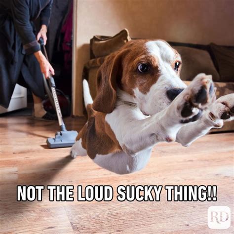 45 Hilarious Dog Memes Youll Laugh At Every Time Readers Digest