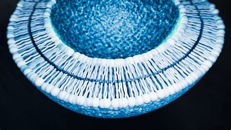 The Role Enzymes Play In Detoxification