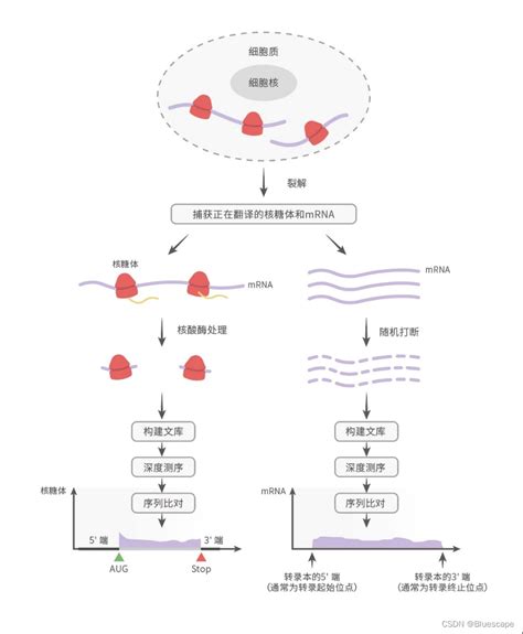 ribo seq：检测正在翻译的mrna信息，连接转录组学与蛋白质组学的桥梁 riboseq csdn博客