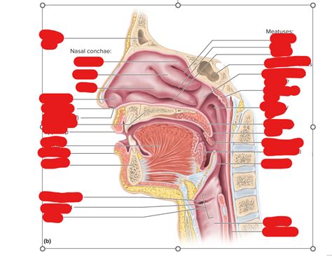 Upper Respiratory Tract Diagram Quizlet