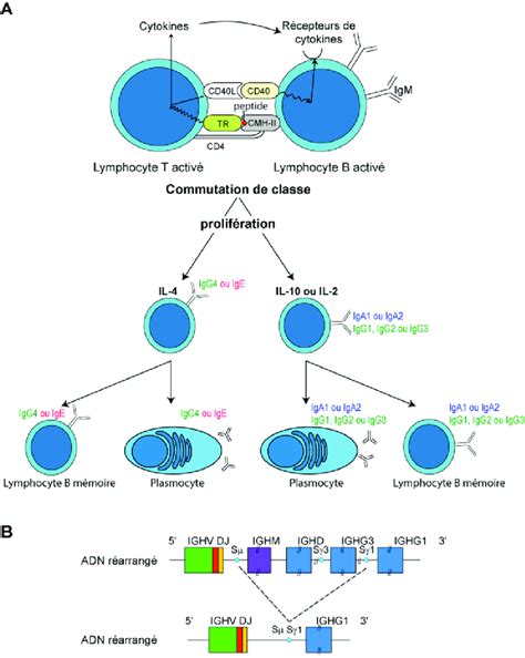 Commutation De Classe Des Lymphocytes B A Coopération Cellulaire Des Download Scientific