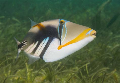 Lagoon Triggerfish Rhinecanthus Aculeatus Bali Wildlife