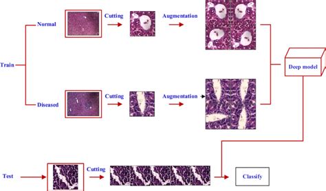 The Framework Of Mice Liver Cirrhosis Classification Using Cnns Download Scientific Diagram