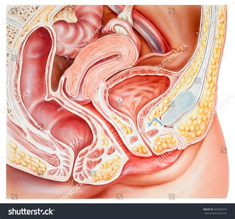 Pelvis Female Anatomy Cutaway Cross Section Stock Illustration