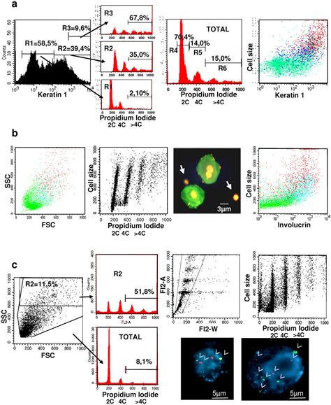 Polyploid Cells And Nuclei In Epidermal Cell Suspensions A C Download Scientific Diagram