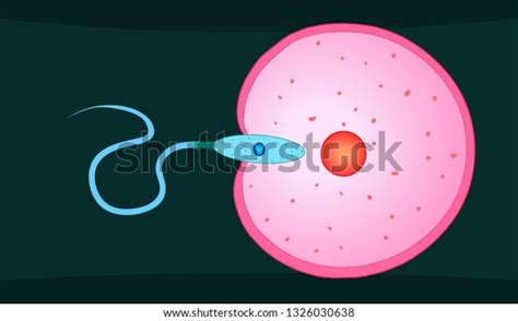 Fertility Reproduction Anatomy Sperm Cell Entry Stock Vector Royalty