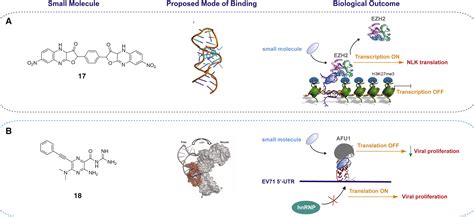 Small Molecule Targeting Of Biologically Relevant Rna Tertiary And
