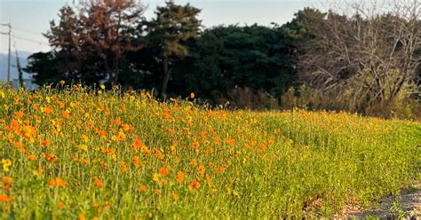 로이네커피로스터즈 코스모스 만개🌼 카페 오픈은 딜레이 됐습니다😭 하지만 코스모스는 무료개방 합니다 꽃 보로 오세요~ 김제시 금백로459 로이네커피 코스모스 황화