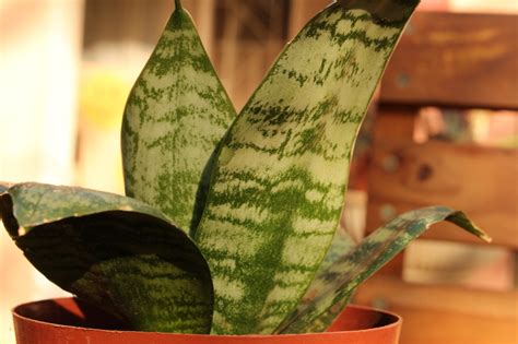 Birds Nest Snake Plant Dracaena Trifasciata Hahnii Succulent
