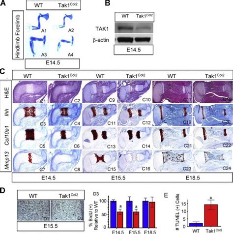 Tak1 Regulates Chondrocyte Proliferation Maturation And Immature