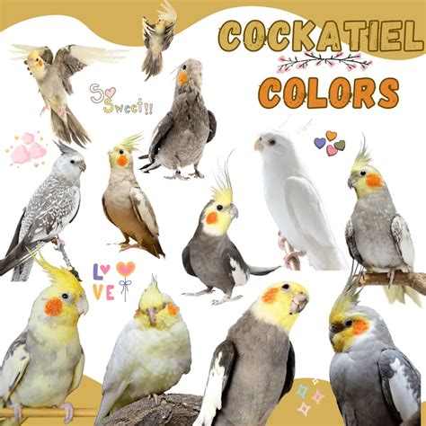 Cockatiel Breeding Color Chart Archives Green Cheek