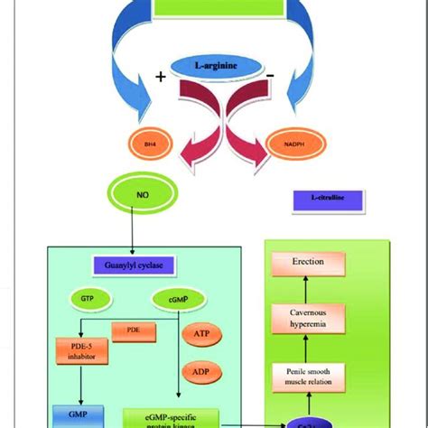 Mechanism Of Sexual Stimulation Download Scientific Diagram