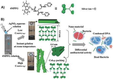 Self‐assembled Soft Nanomaterials Via Silveri‐coordination Nanotube Nanofiber And