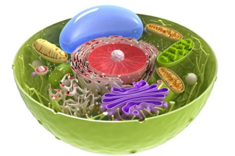 Berita Fungsi Mikrotubulus Pada Sel Hewan Terbaru Dan Terkini Hari Ini