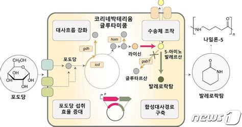 Kaist 미생물 이용 친환경 나일론 제조 기술 개발