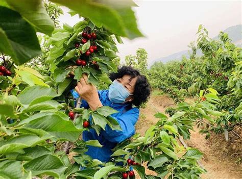 櫻桃熟的太快來不及摘大連這些志願者愛心助農幫忙摘櫻桃 每日頭條