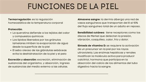 Funciones De La Piel