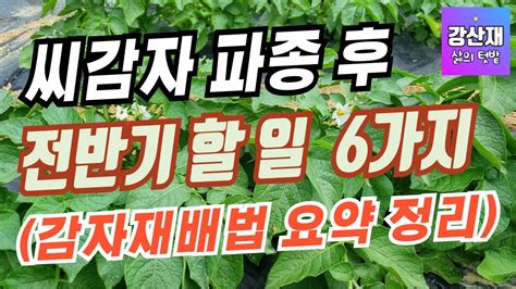 텃밭 감자 재배법 총정리 요약한 내용과 전반기 할일 6가지입니다 Youtube