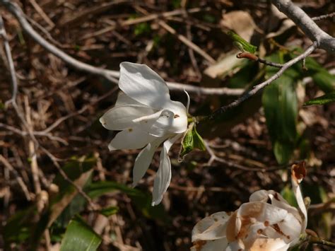 大森山へ5 10残り後編 みちのくの山野草