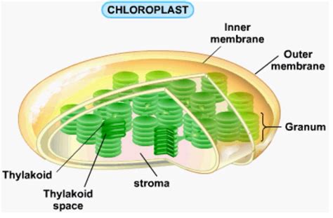 Where In A Plant Cell Does Photosynthesis Occur Arjunkruwmeza
