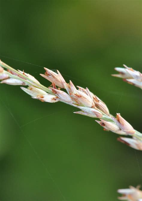Switchgrass Native American Seed