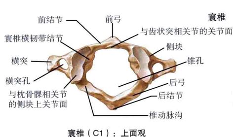 颈椎中的两大关键骨头：寰椎和枢椎