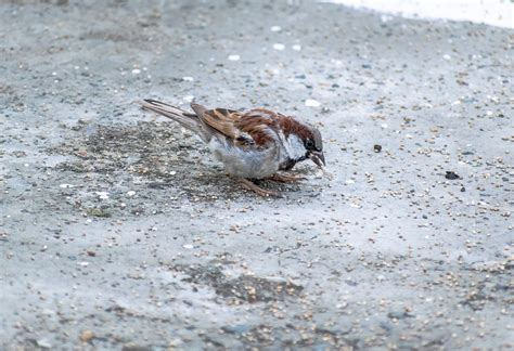 麻雀 鸟 禽类 Pixabay上的免费照片 Pixabay