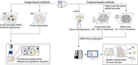Recent Advances In Spatially Resolved Transcriptomics Challenges And