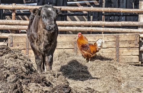 Usda Withdraws Policy On Welfare Of Certified Organic Poultry And Livestock