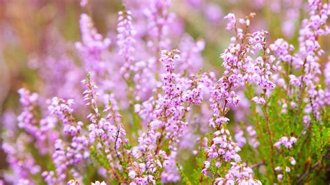 Heather Facts And Information Trees For Life