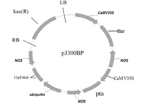 Schematic Representation Of The Plant Binary Expression Vector P3300bp Download Scientific