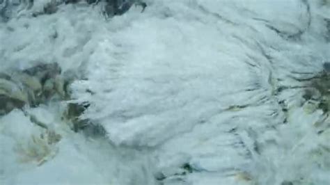 Free Stock Videos Of Photosynthetic Stock Footage In 4k And Full Hd