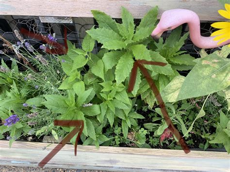 Mystery Plants Rplantidentification