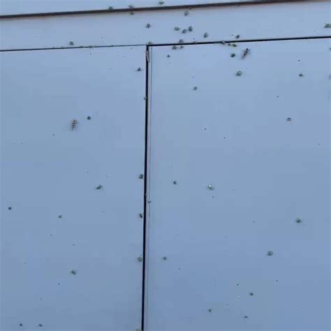 Bug Blasters Pest Control Home