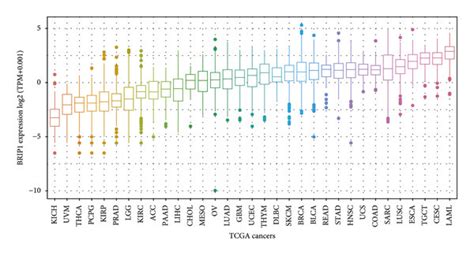 Differential Expression Level Of Brip1 A Expression Of Brip1 In 31