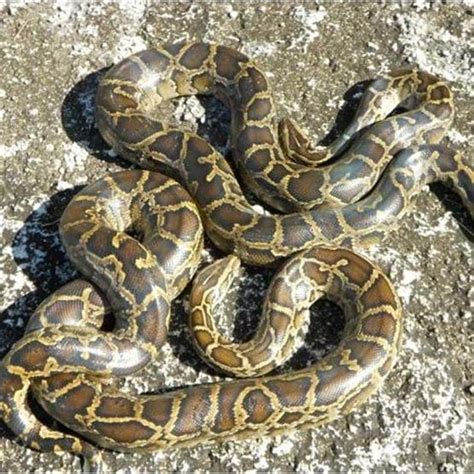 Identification Of Burmese Pythons Fwc