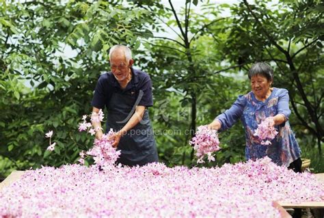 贵州赤水金钗石斛开出美丽经济 人民图片网