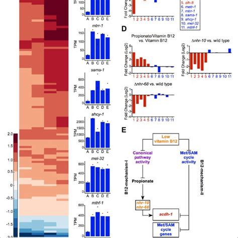 Methionine And Choline Supplementation Suppress Vitamin Download Scientific Diagram