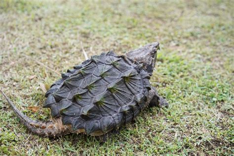 Biggest Alligator Snapping Turtle Ever Recorded