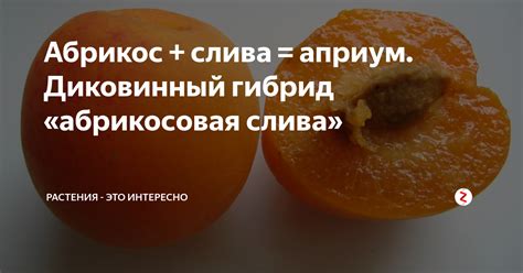 Абрикос + слива = априум. Диковинный гибрид «абрикосовая слива ...