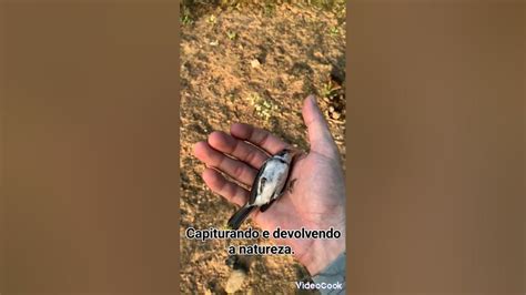 Criar E Preservar Youtube