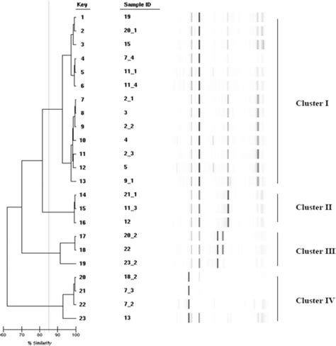 Dendrogram And Similarity Matrix For S Epidermidis Strains From 18