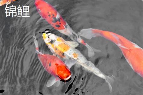 锦鲤和草金鱼的区别前者长有须子 新三农