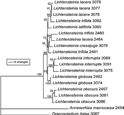 Single Minimal Length Tree Derived From Maximum Parsimony Analysis Of