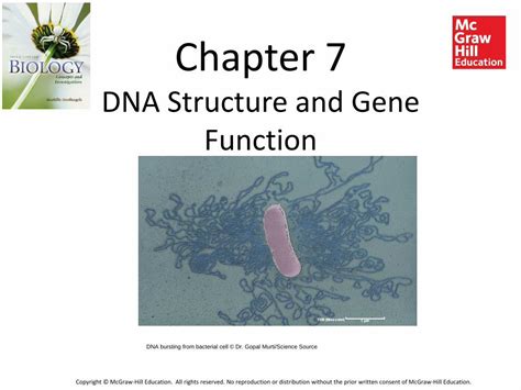 PDF Chapter What Is DNA Section DNA Stored Information For Protein Production DNA