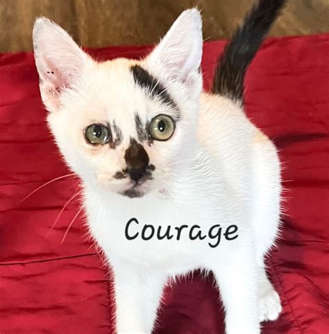 Adopt Courage Chill Kitty Today Find Paw Pal