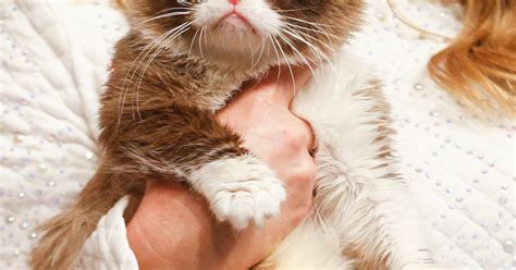 Rip Grumpy Cat Best Memes To Remember Her After Death